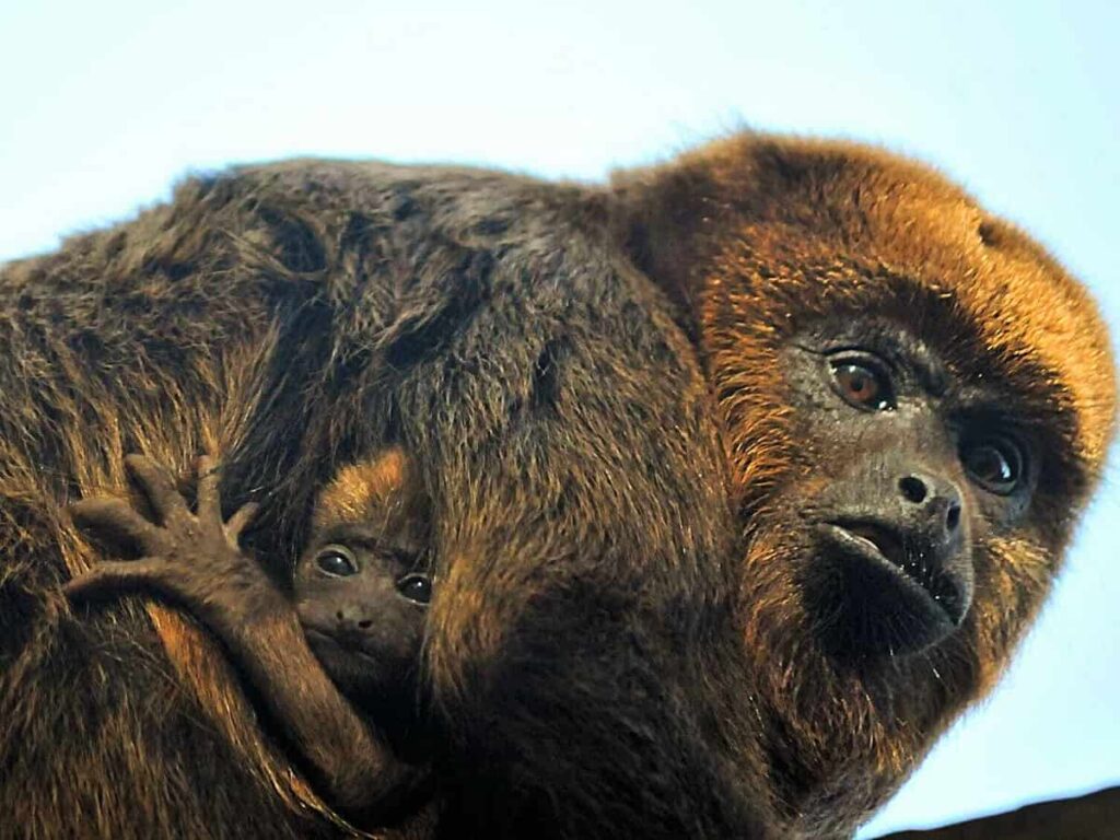 Macaco Bugio tem filhote após ser acolhido no Cereias em Aracruz - Nova ... Macaco Bugio tem filhote após ser acolhido no Cereias em Aracruz - Nova ...